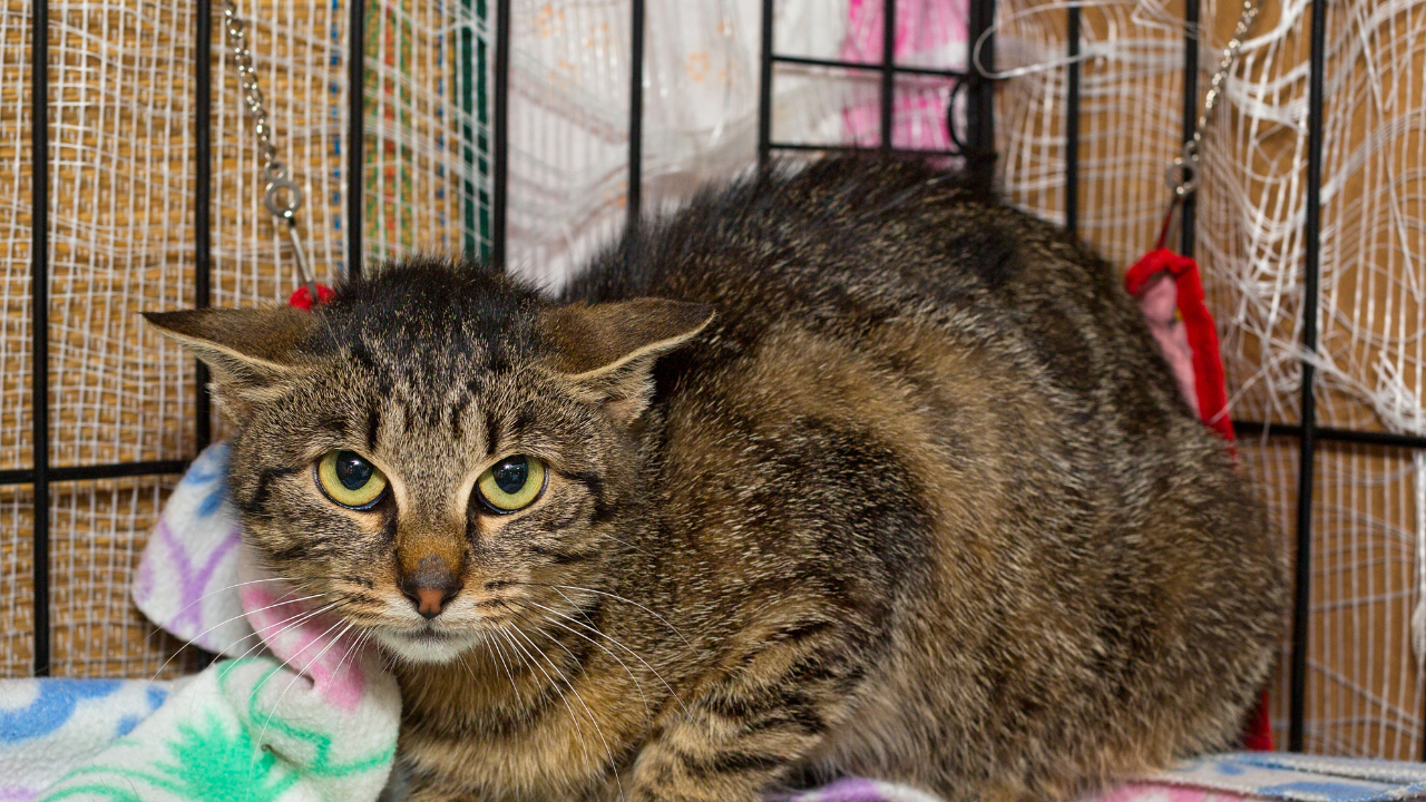 Is your cat scared of guests or secretly curious? How to read the signals