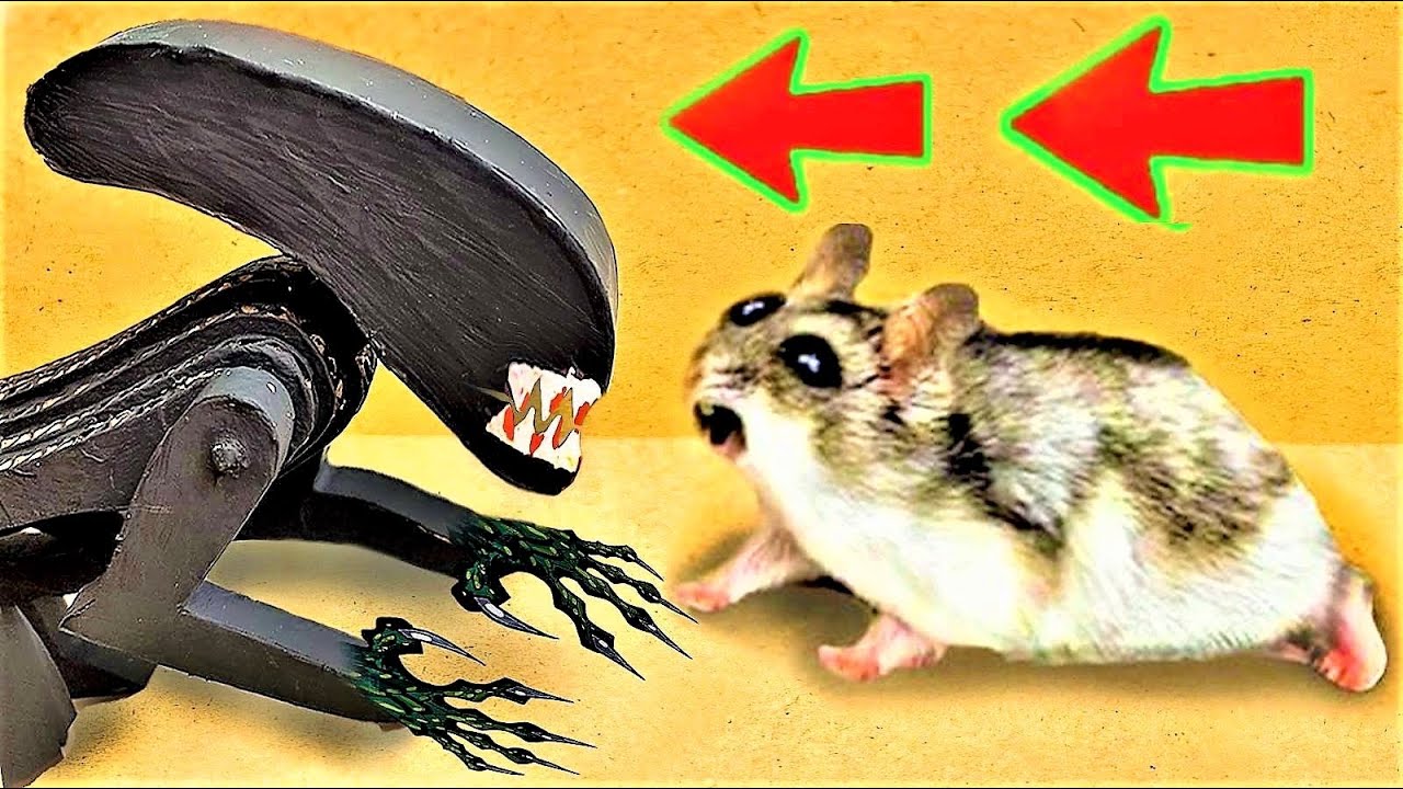 🐹👽 Alien hamster maze with traps 😱 [OBSTACLE COURSE] 😱 + bonus 🎁