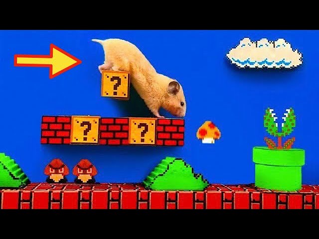 🐹Syrian hamster in Super Mario Bros labyrinth [Hamster Maze]🍄