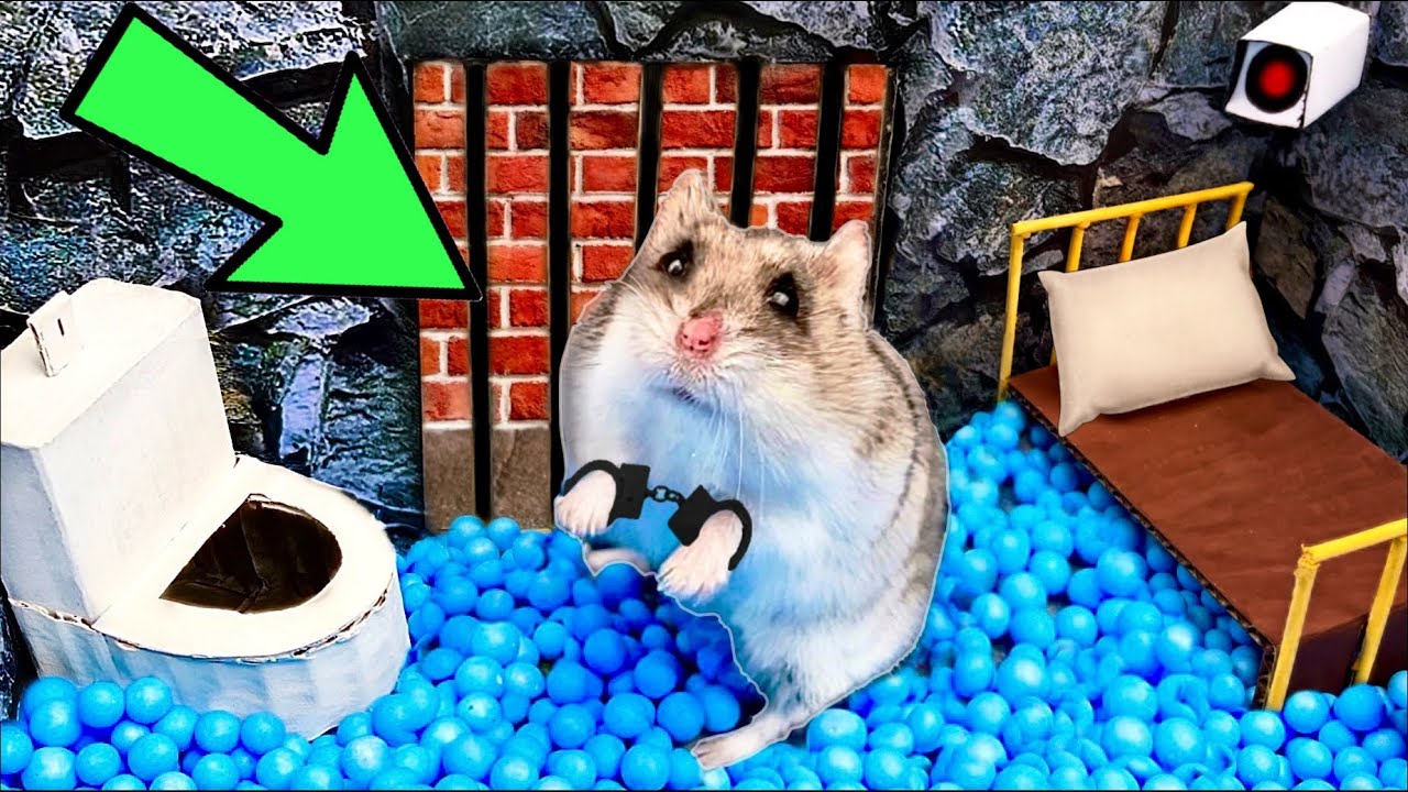🐹 Hamster escapes the amazing maze and traps 😱 [OBSTACLE COURSE] 😱 ...