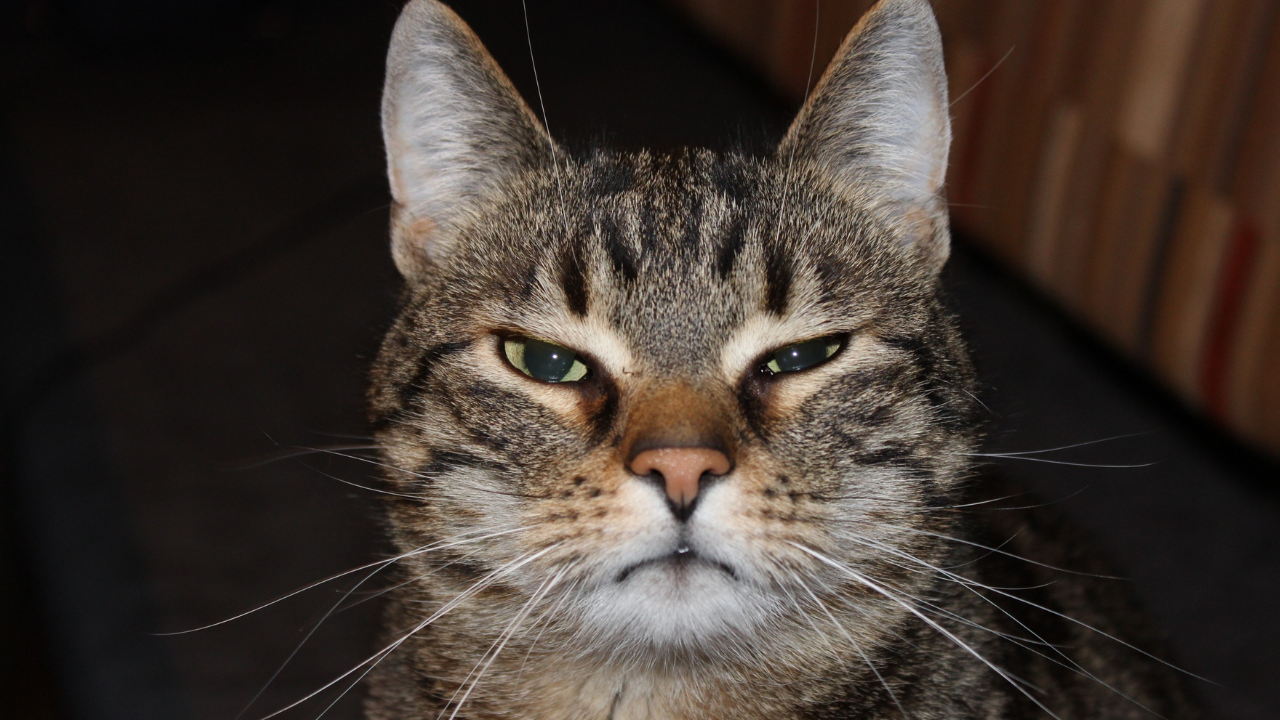 Is your cat scared of guests or secretly curious? How to read the signals