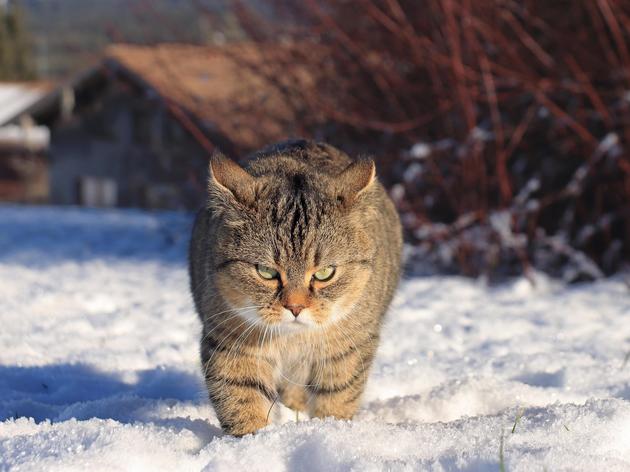 Ab wann ist es für Katzen zu kalt draußen?