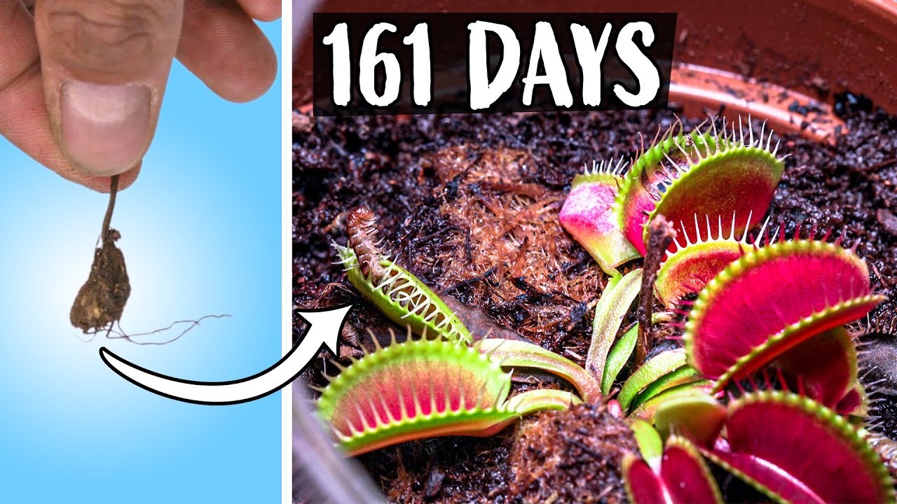 Growing Venus fly trap plant time lapse (161 days)