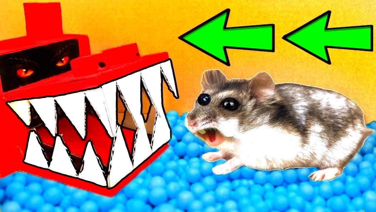 Dragon maze escapade: Hamster's ultimate obstacle course challenge!