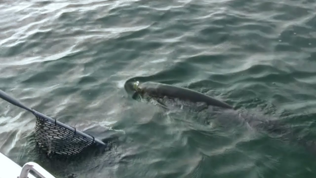 Almost a Catch and Release Huge Muskie