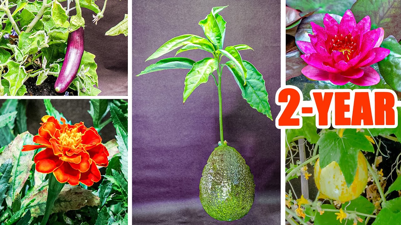 Plant growing time lapse compilation - 2 years in 8 mins