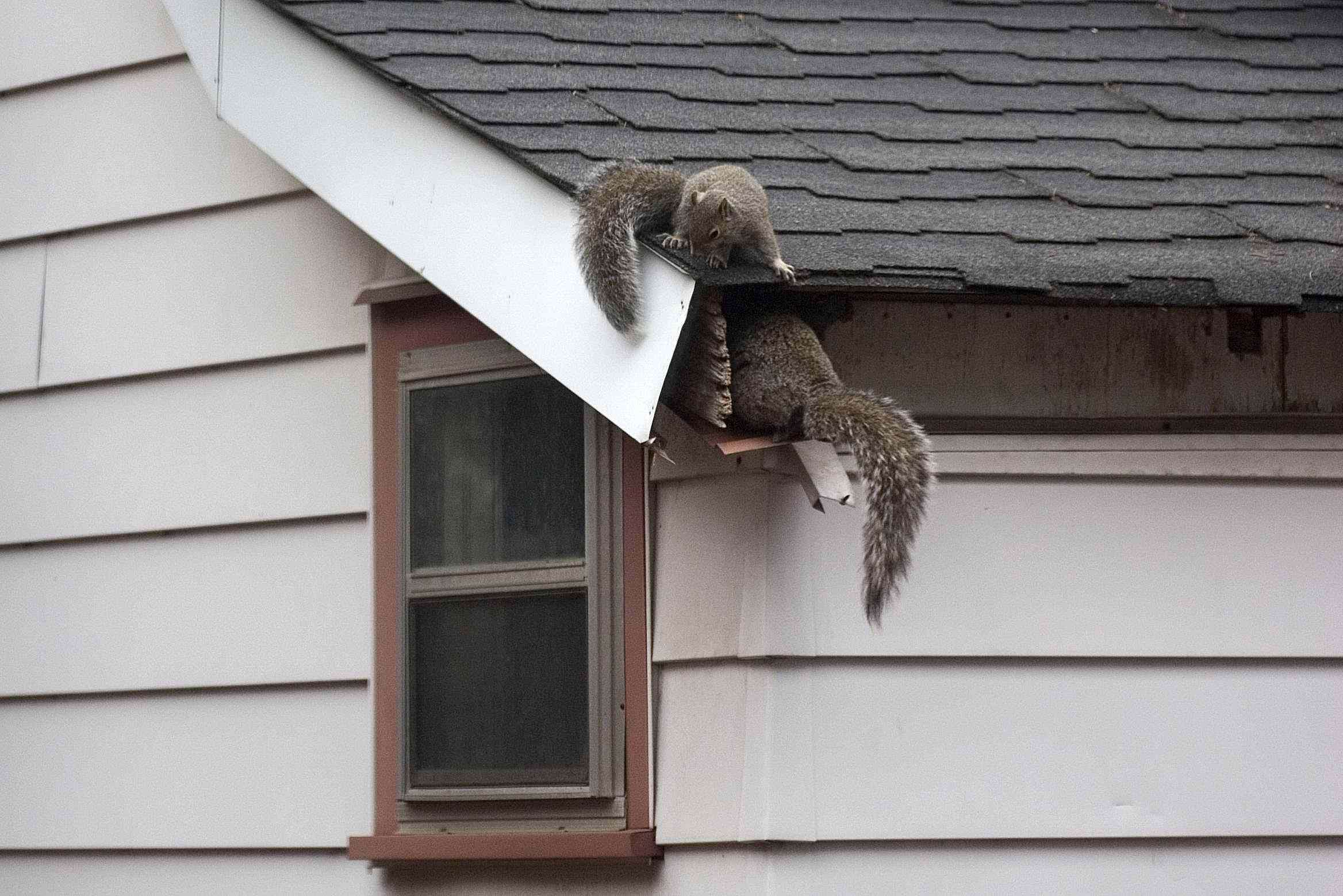 Hear A Squirrel In Your Attic? Here's What To Do Before It Causes Damage