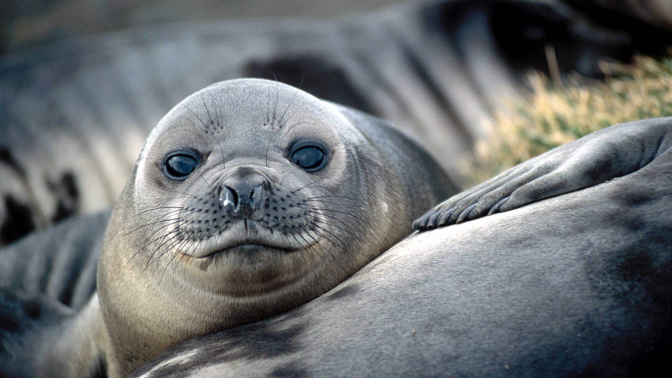 Bird flu kills thousands of baby seals on Heard Island in Southern Ocean