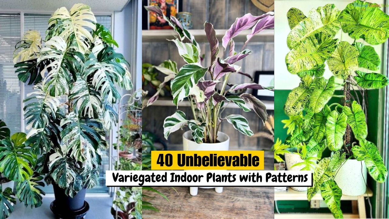 How to transform your home with variegated indoor plants