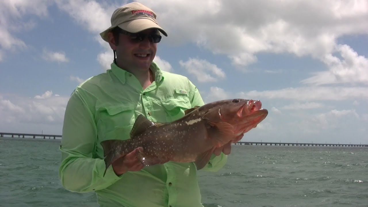 Grouper and shark in the Florida Keys (Marathon)