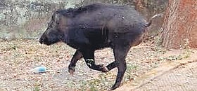 Wild boar attacks spike as culling halts following seizure of shooters ...