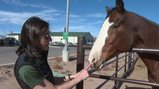 Equine herpes outbreak leaves Colorado veterinarians warning of dangers ...