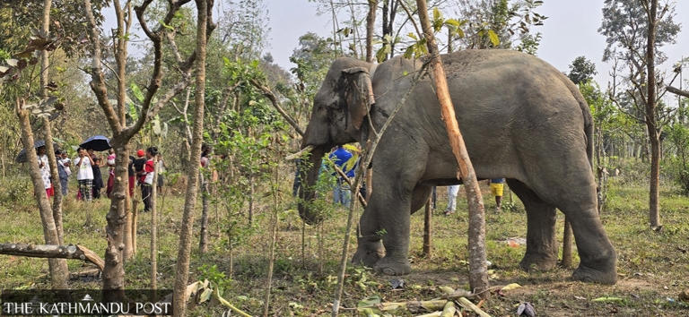 Woman killed in elephant attack in Kanchanpur