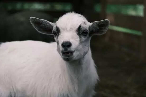 Want a Different Kind of Pet? Try These 6 Amazing Animals