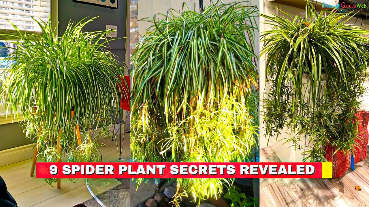 How spider plants purify the air and elevate your mood