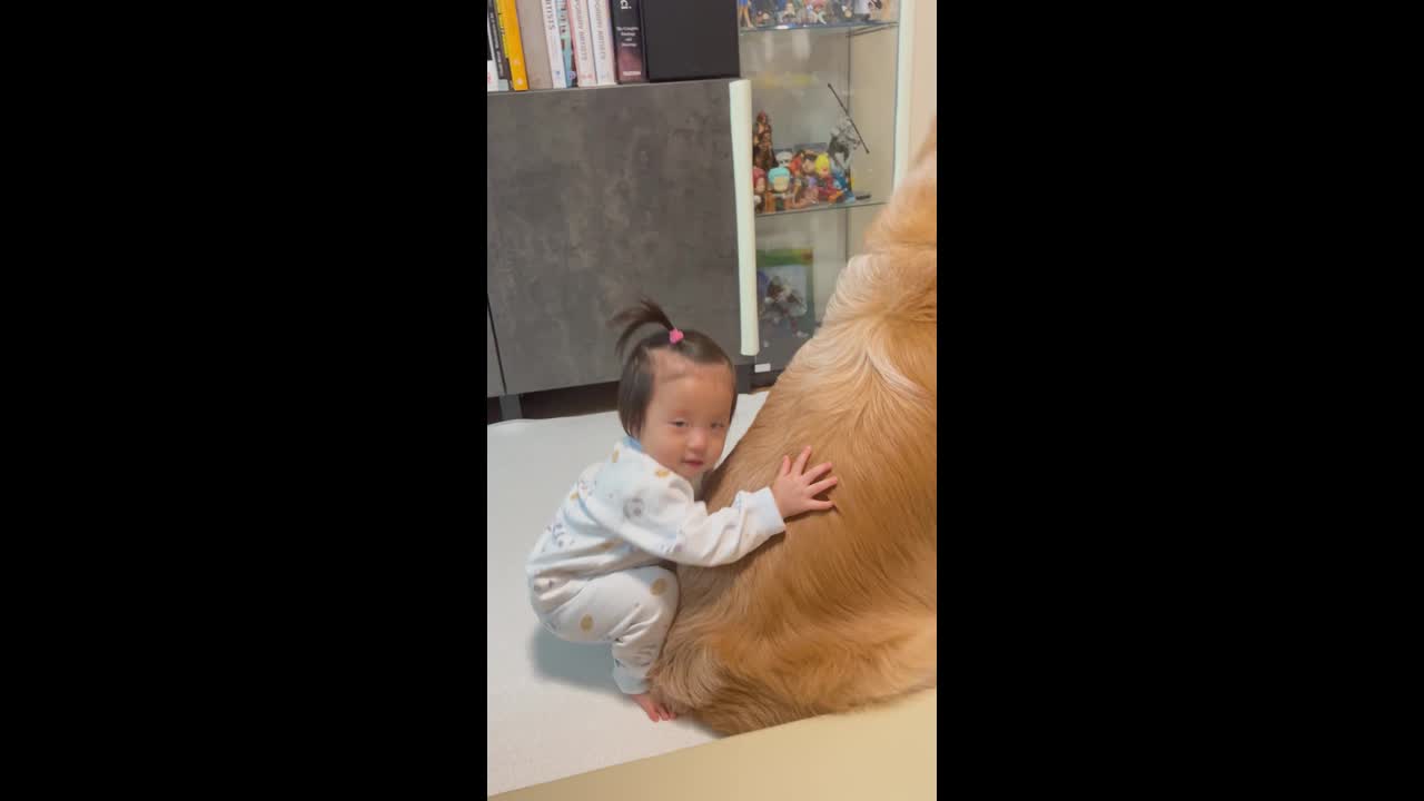 Baby feels better by cuddling up with fluffy Golden Retriever