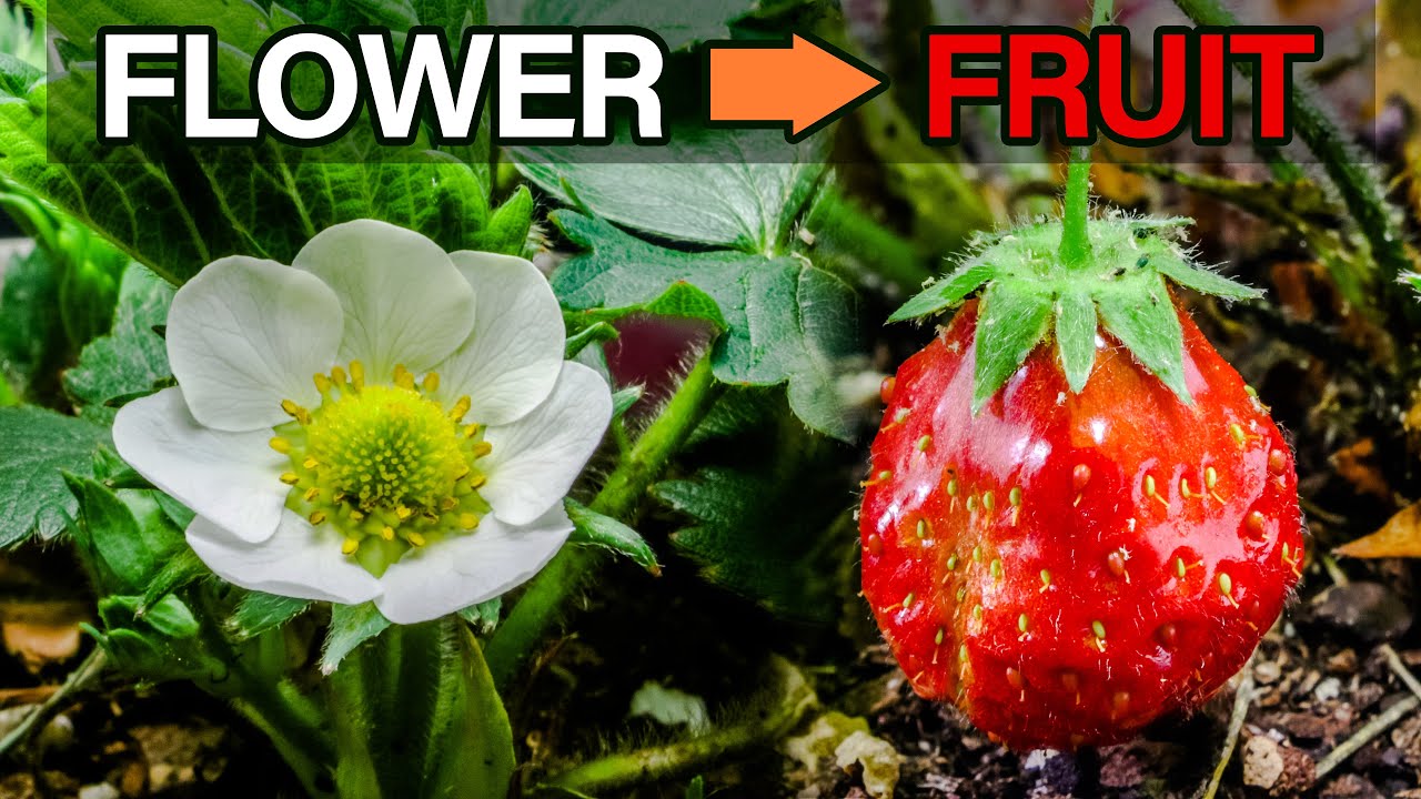 Strawberry flower to fruit time-lapse (aphids issue)