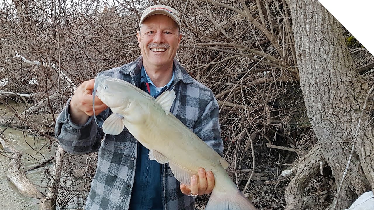 Early season spring channel catfish