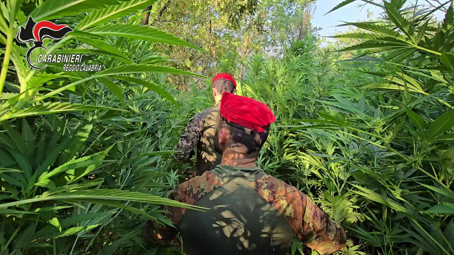 A Rizziconi una delle più grandi piantagioni di canapa indiana scoperte ...