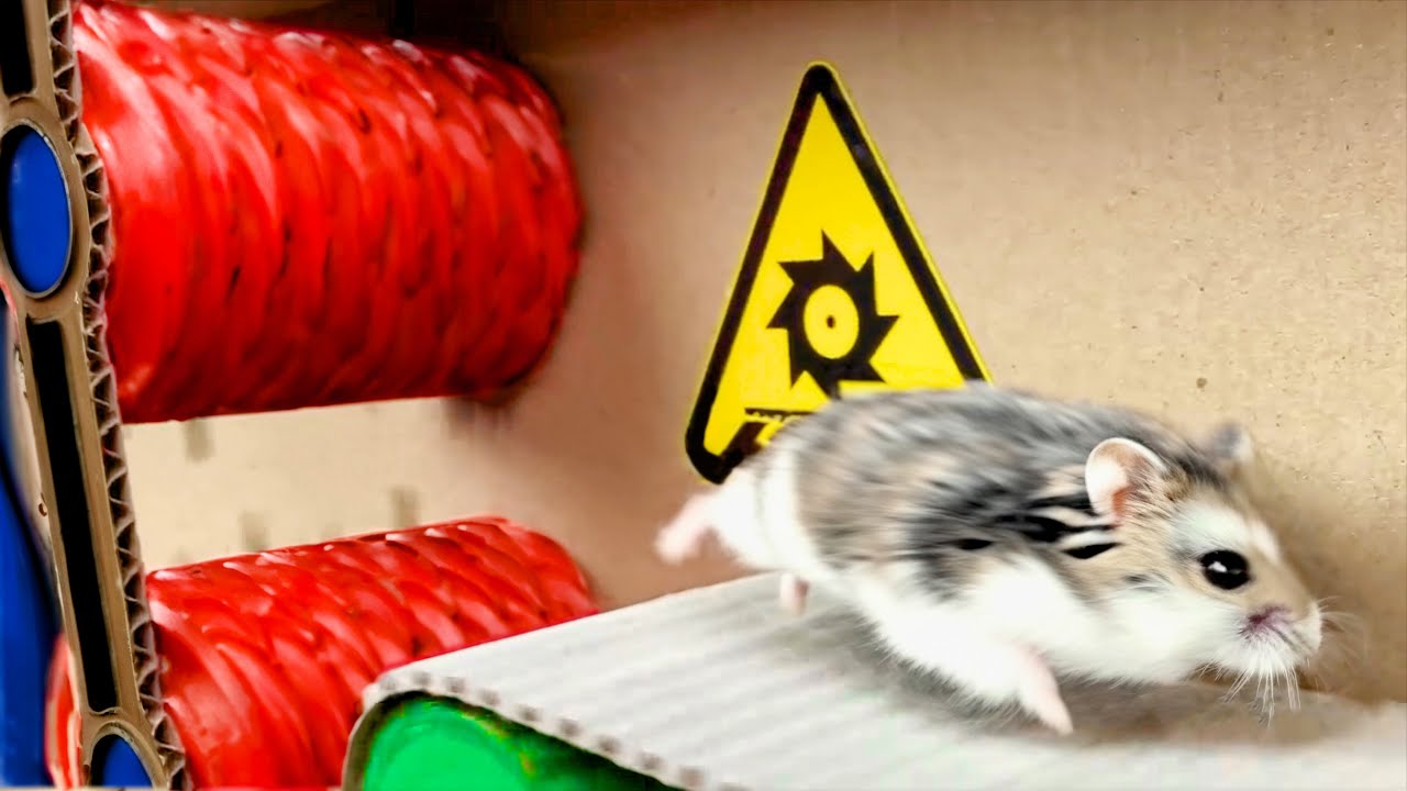 🐹 Amazing hamster maze with traps 😱 [OBSTACLE COURSE] 😱 + bonus