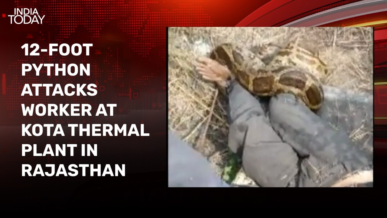 Watch: 12-foot python attacks man, wraps around his leg in Rajasthan's Kota