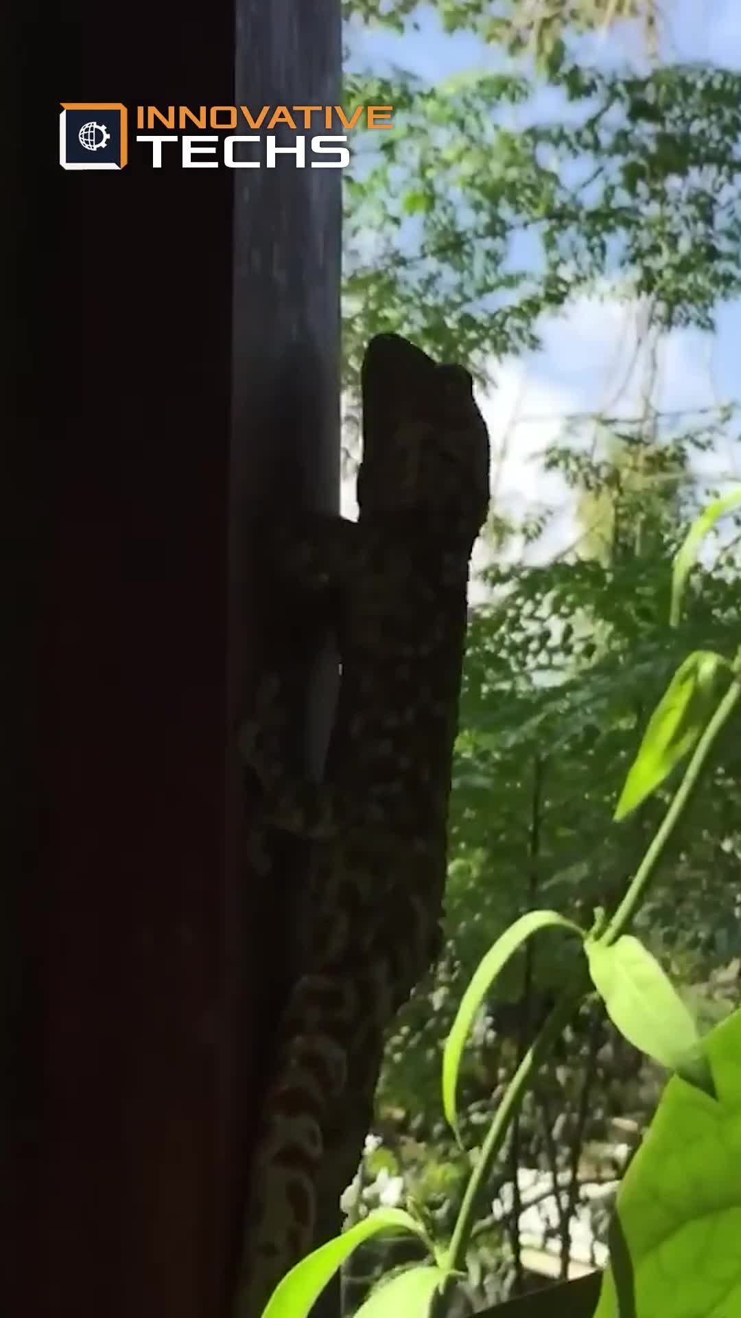 Gecko-inspired wall climbing tech: Humans & robots scale smooth surfaces!