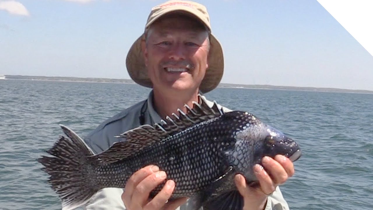 Trolling for sea bass with the American Smelt crank bait