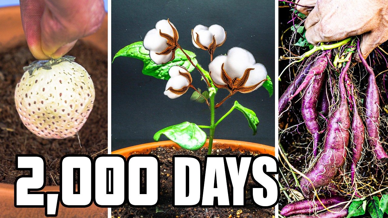 I filmed these 11 plants for 5.5 years (time-lapse compilation)