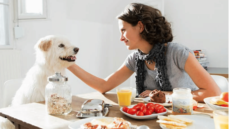 Shocking food ingredients that could secretly poison your dog