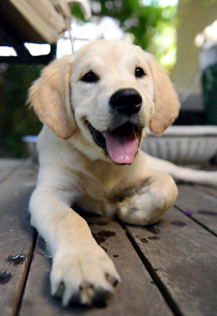 Golden retriever owners may have more in common with their dogs than ...