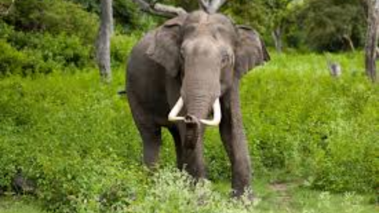 7 Indian animals that are known for their gentle and calm nature