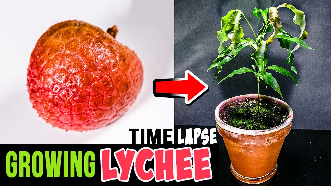 Growing lychee tree from seed (76 days time lapse)