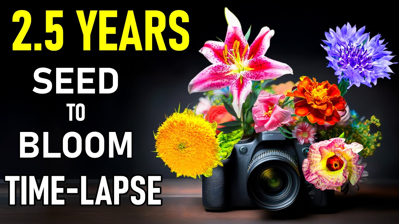 10 most beautiful flower growth time lapse compilation