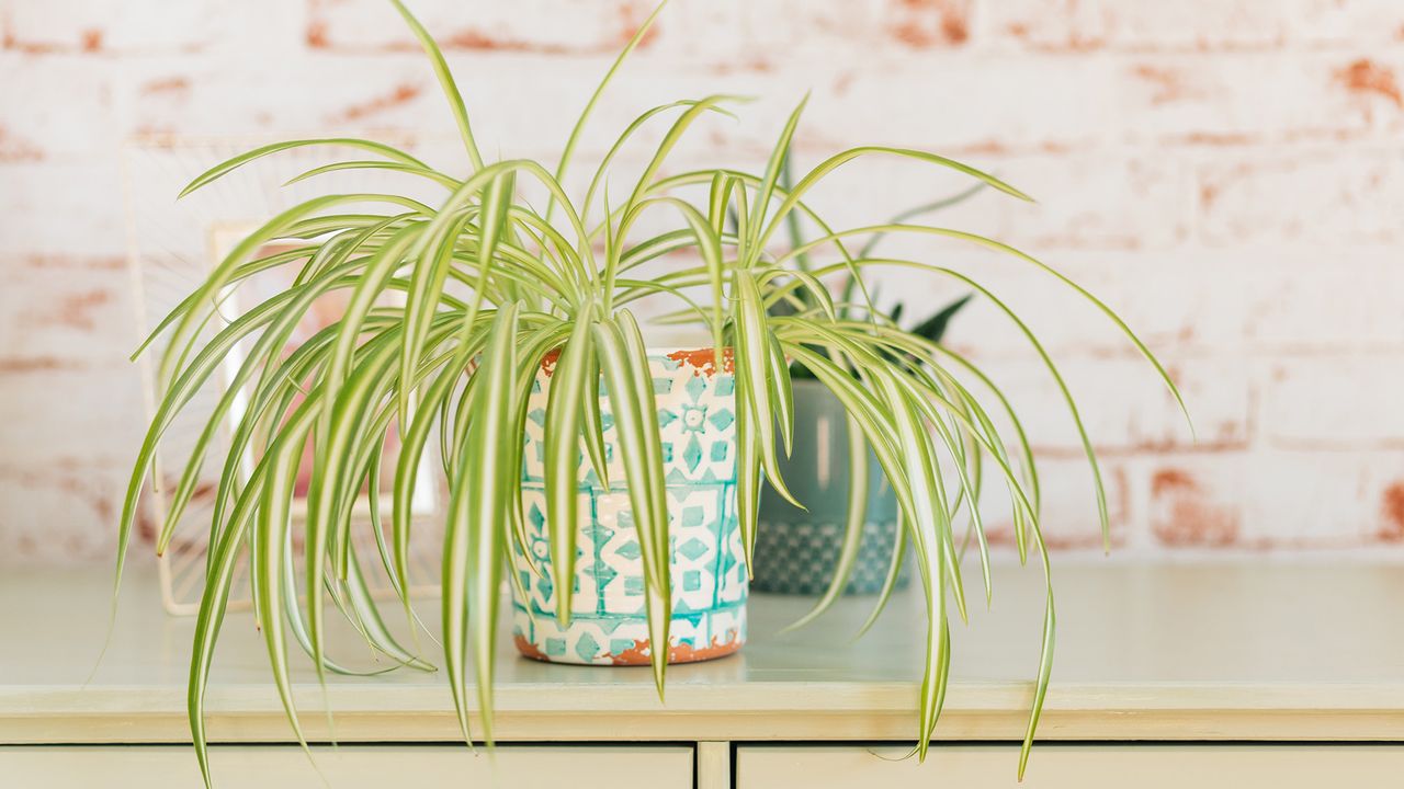 You're putting your spider plant in the wrong place: The 3 spots it ...