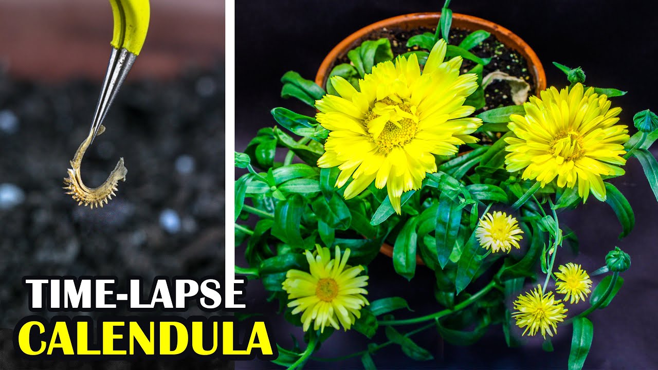 Growing calendula flower from seed (82 days time lapse)
