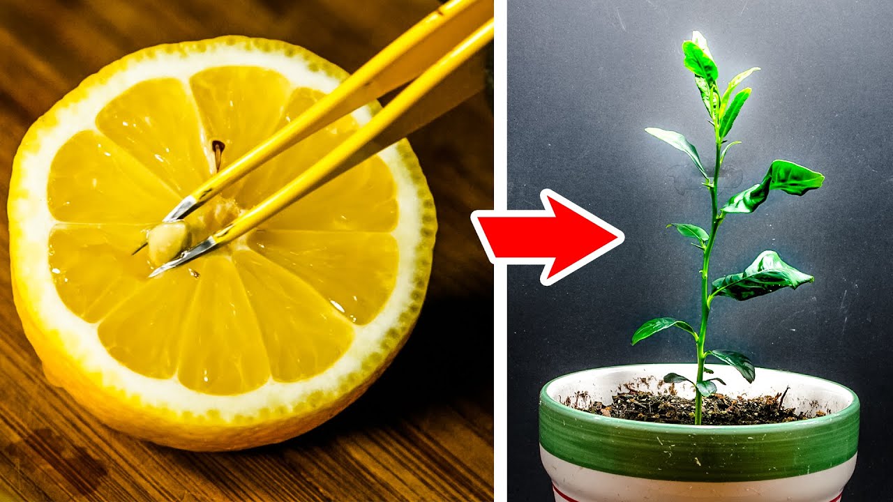 Growing lemon tree from seed (60-day time lapse)