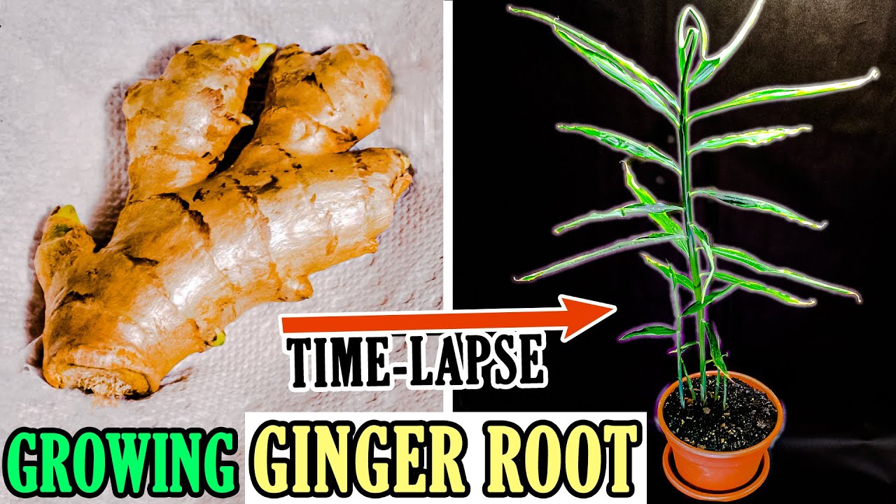 Growing ginger plant from root (93 days time lapse)