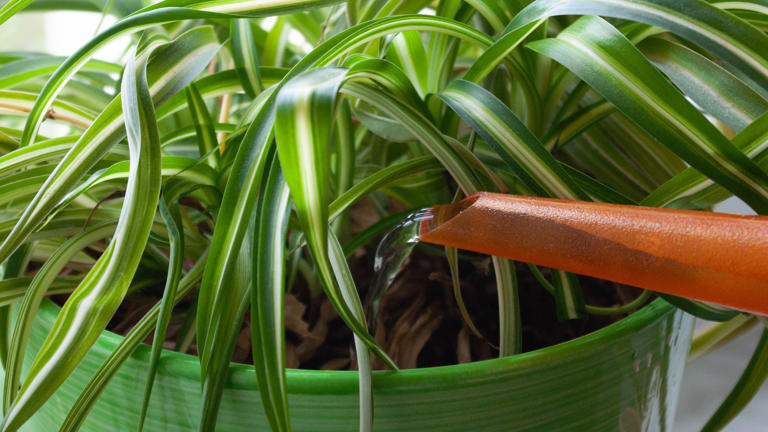 Spider plant leaves drooping? The 3-step checklist to revive your plant