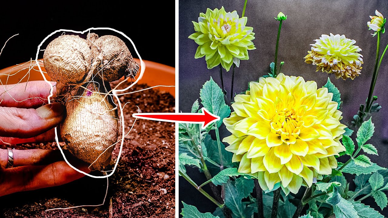 Dahlia flower growing time lapse - tuber to bloom (90 days)