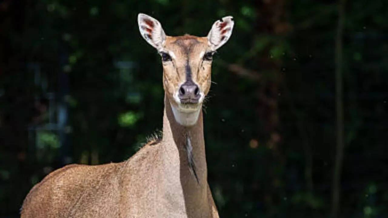 7 Indian animals that are known for their gentle and calm nature