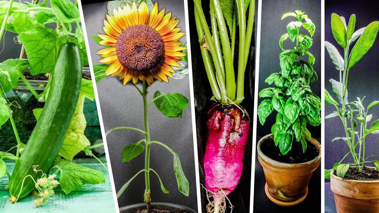Seed to harvest: Incredible plant growth time-lapse compilation ...