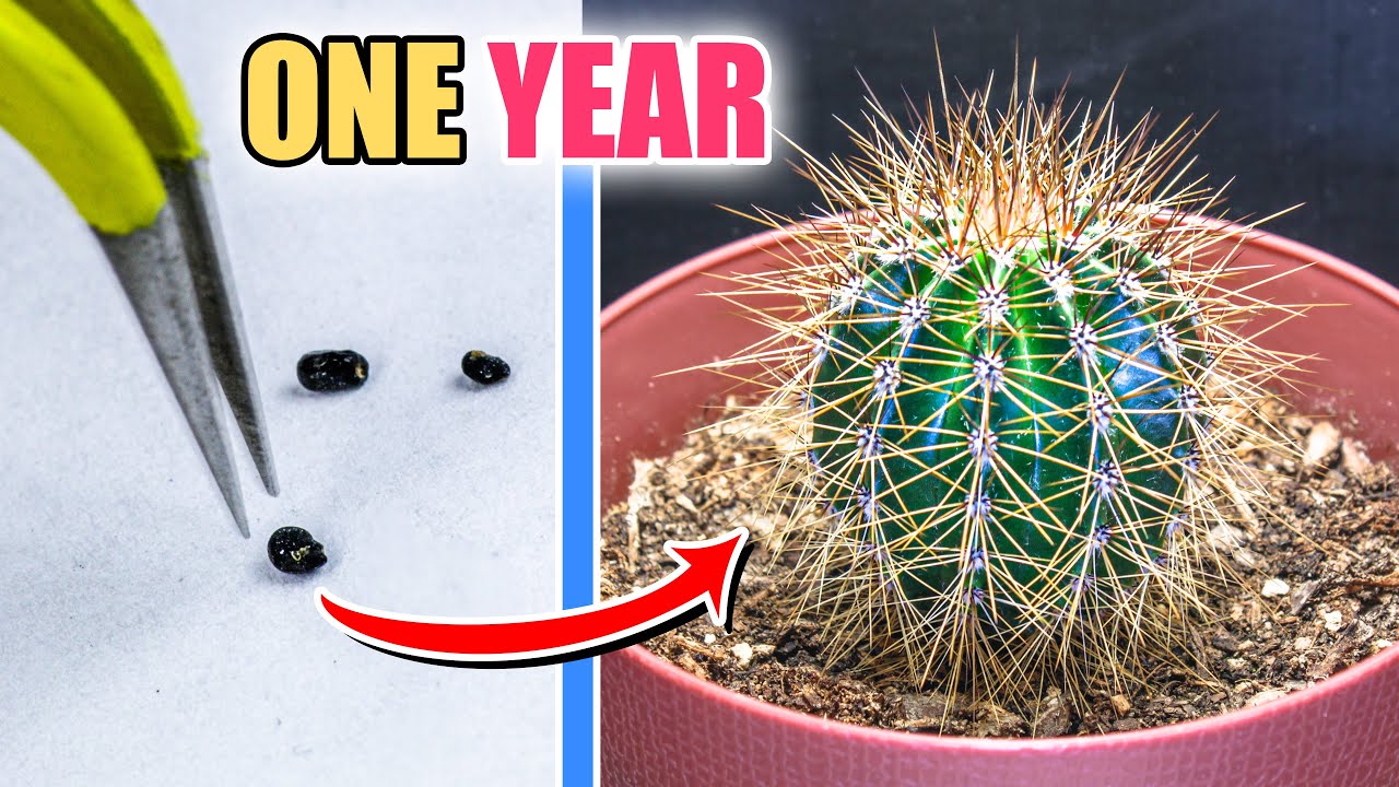 Growing cactus from seed (one year time lapse)