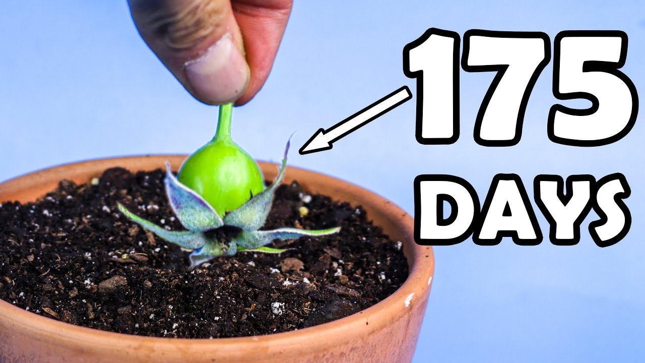 Growing rose flower from seed time lapse (unexpected results)