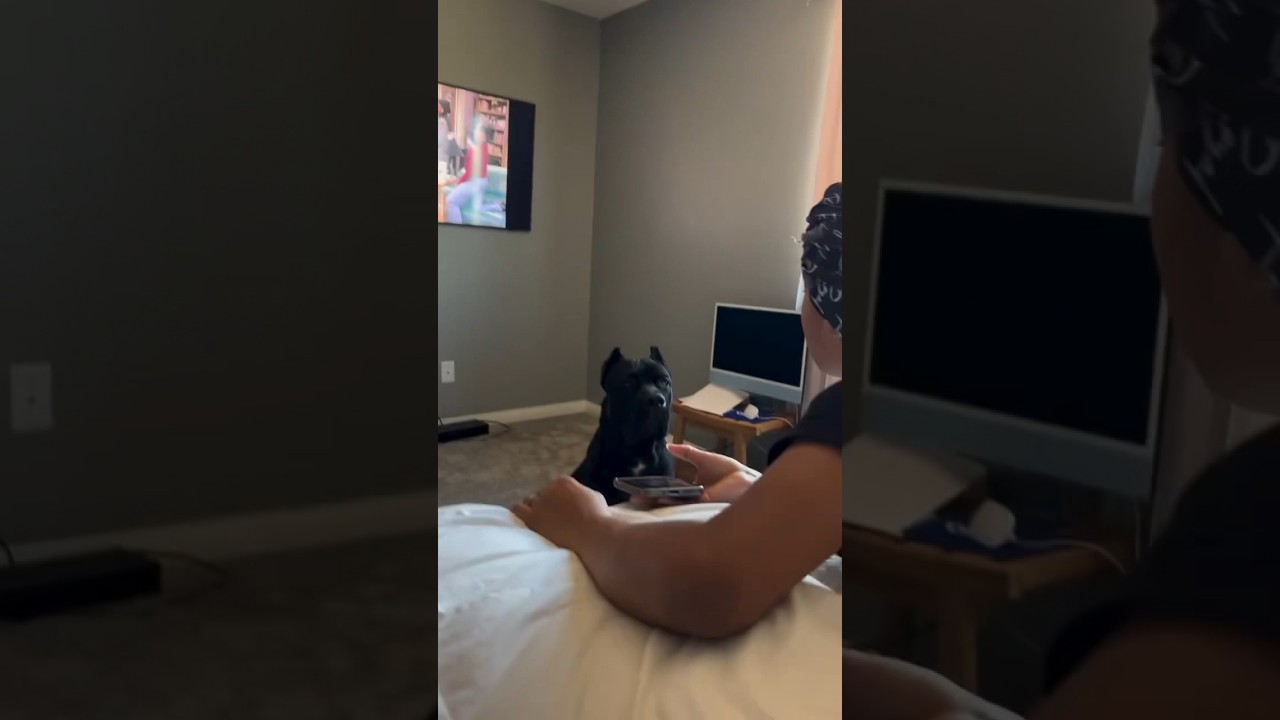 Big dog whines to get exactly what he wants from mom