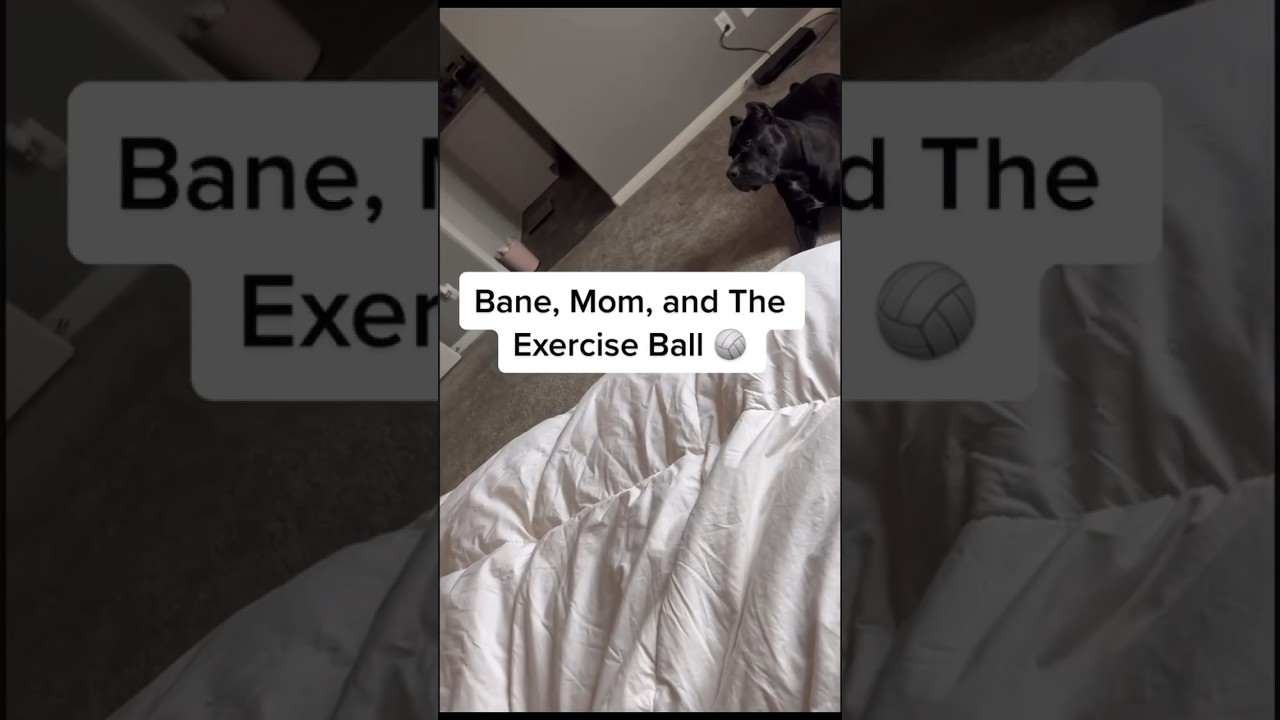 My dog is slowly learning to listen to my commands