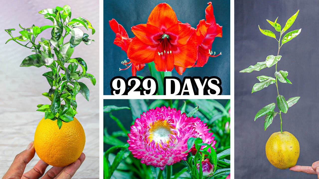 929 days growing plants in 8 minutes (time lapse compilation)