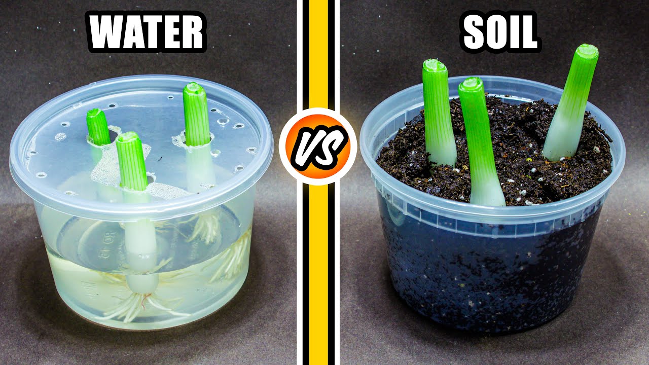 Green onions regrowing in water vs soil (45 days time lapse)