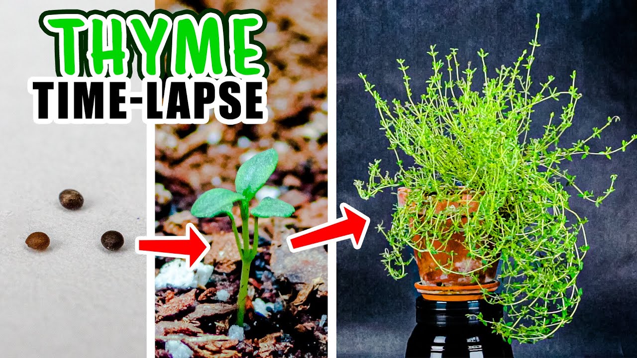Growing thyme plant from seed (88 days time lapse)