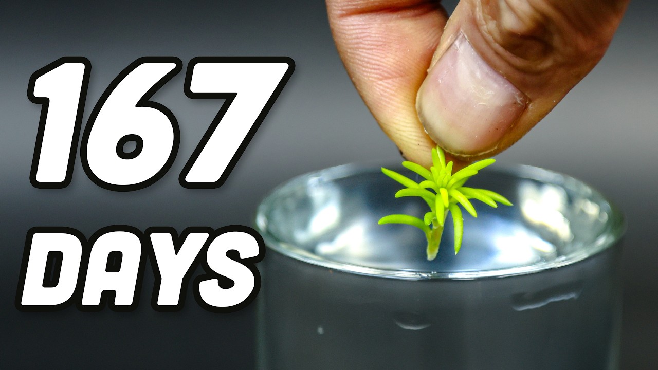 Succulent takeover! Goldmoss stonecrop grows fast (time-lapse)