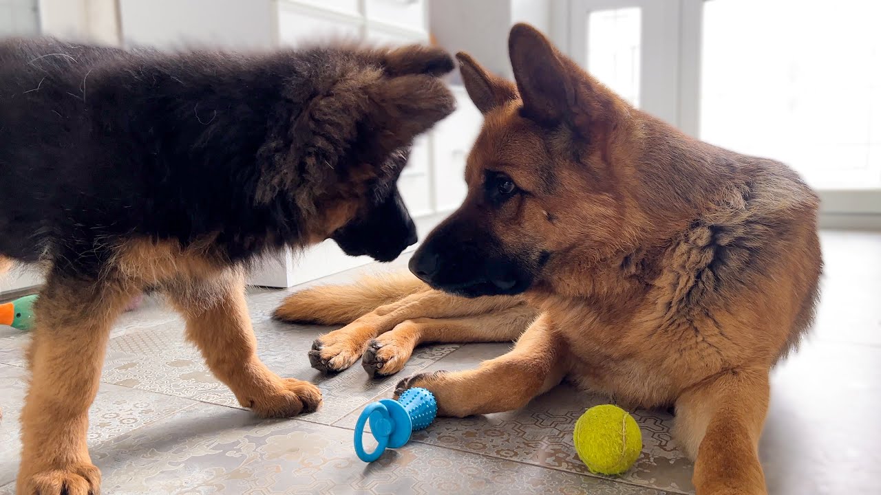 Hoe reageert de Duitse herder op deze kleine puppy?